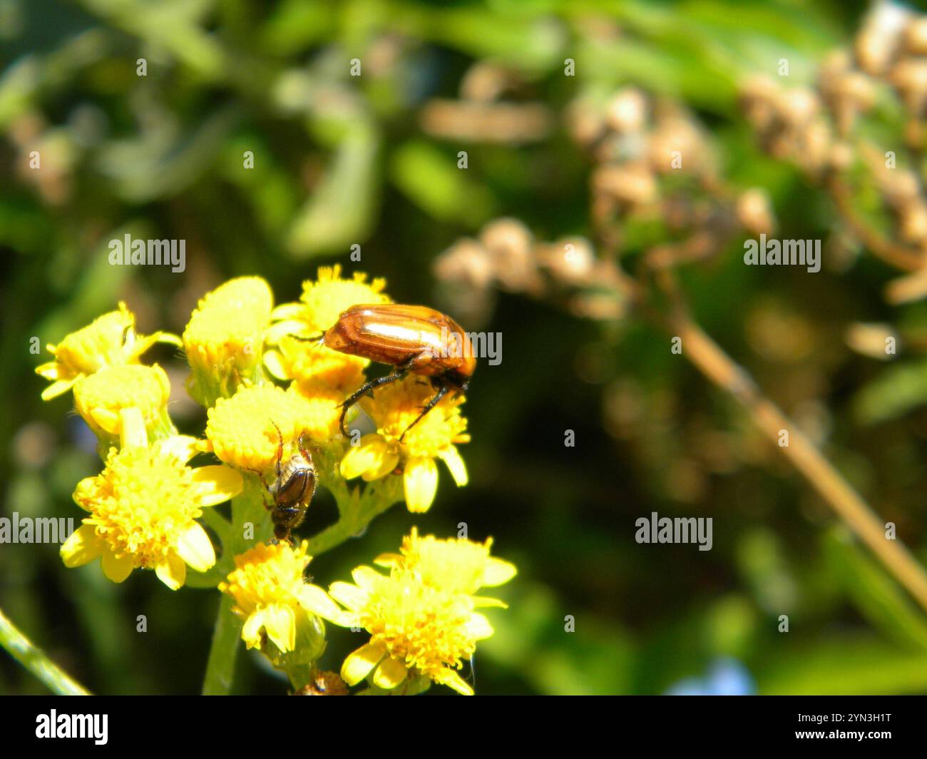 Orange Small Fruit Chafer (Leucocelis rubra Stock Photo - Alamy