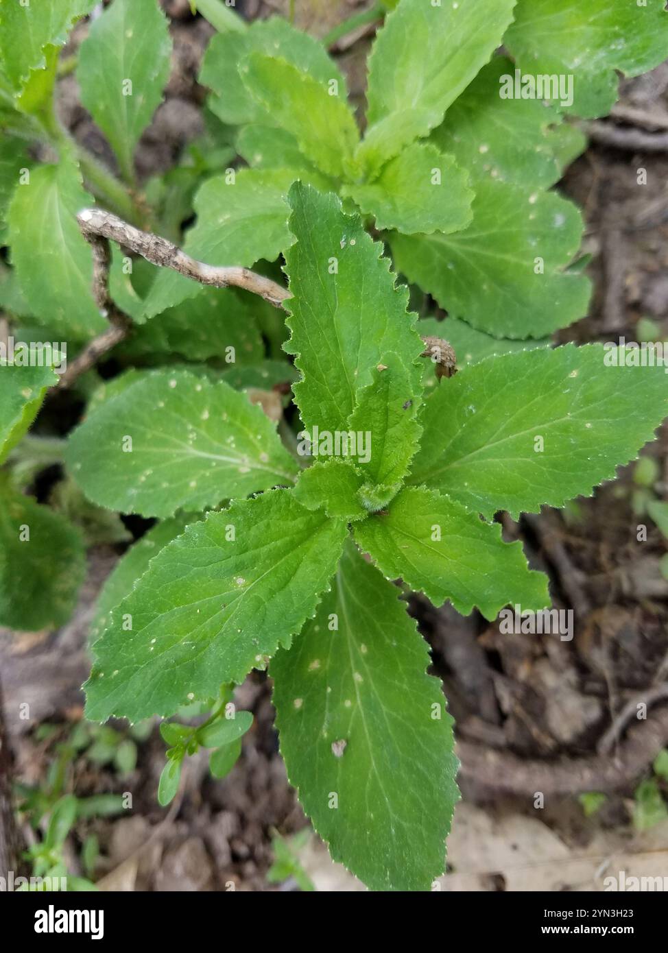 Indian tobacco (Lobelia inflata Stock Photo - Alamy