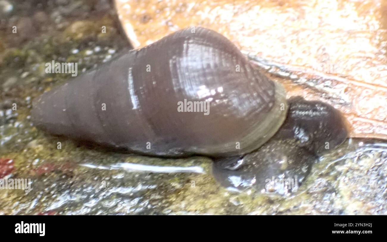 Cerith Snails and Allies (Cerithioidea Stock Photo - Alamy