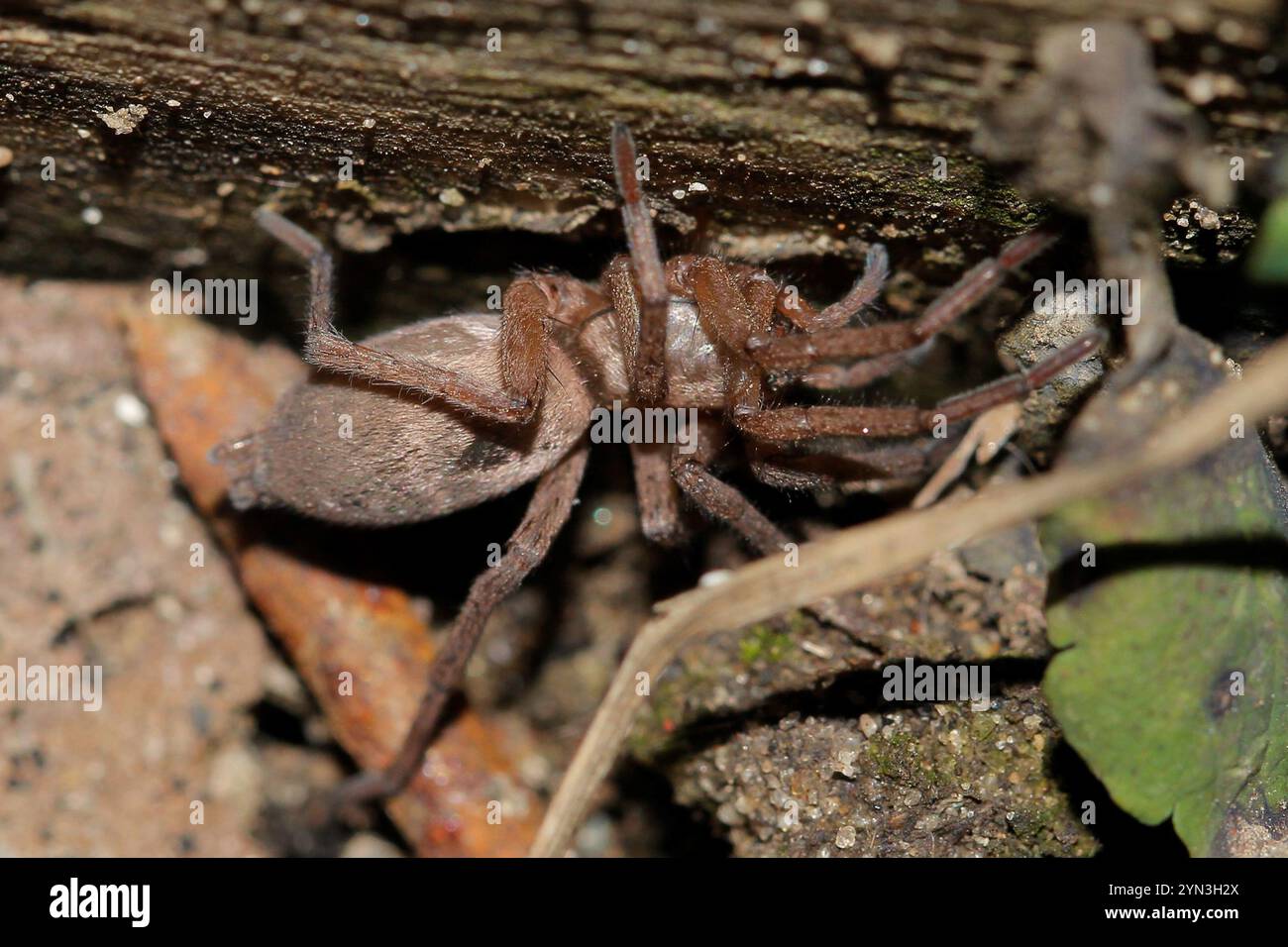 Stealthy Ground Spiders (Gnaphosidae Stock Photo - Alamy