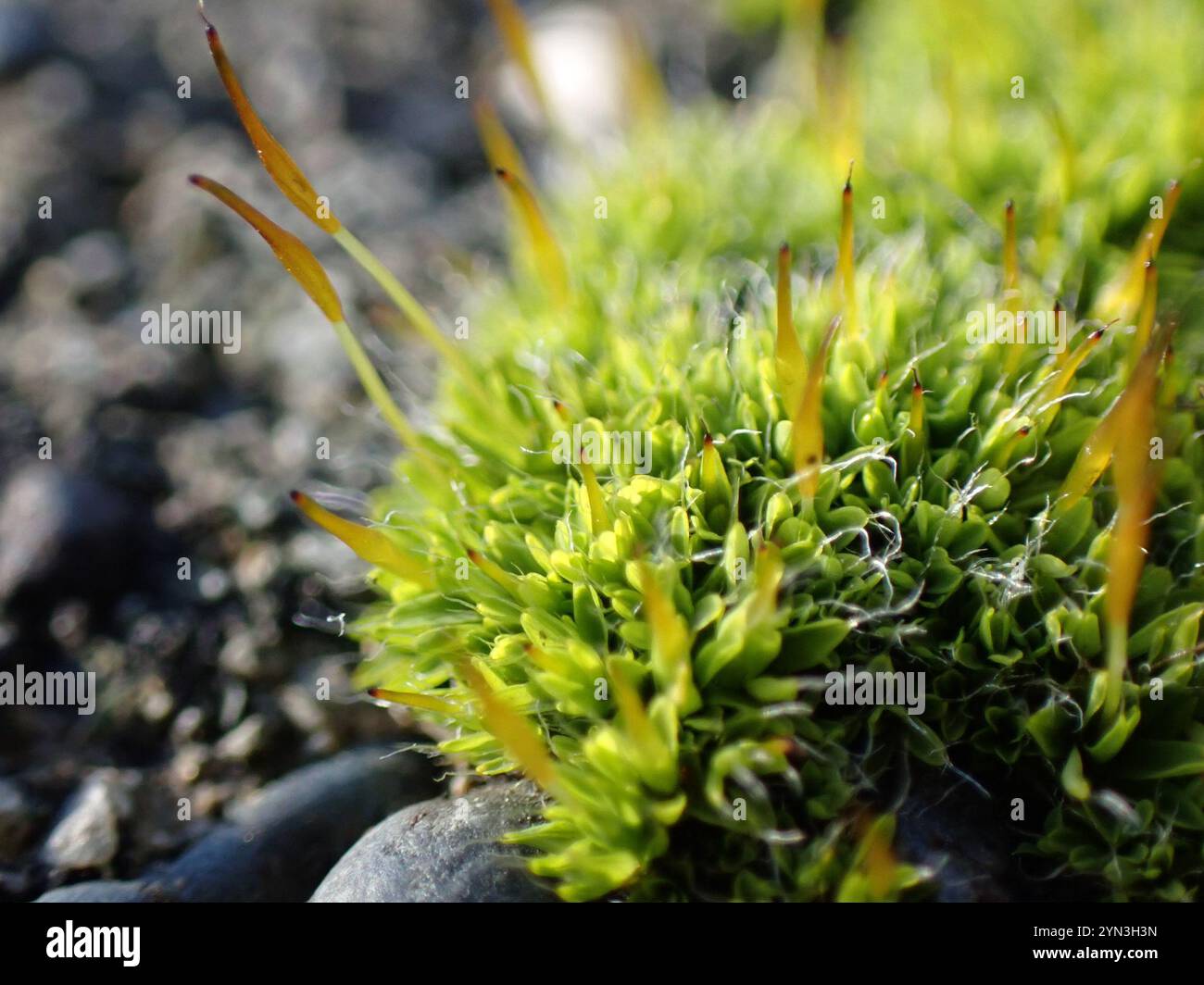 Wall Screw-moss (Tortula muralis Stock Photo - Alamy