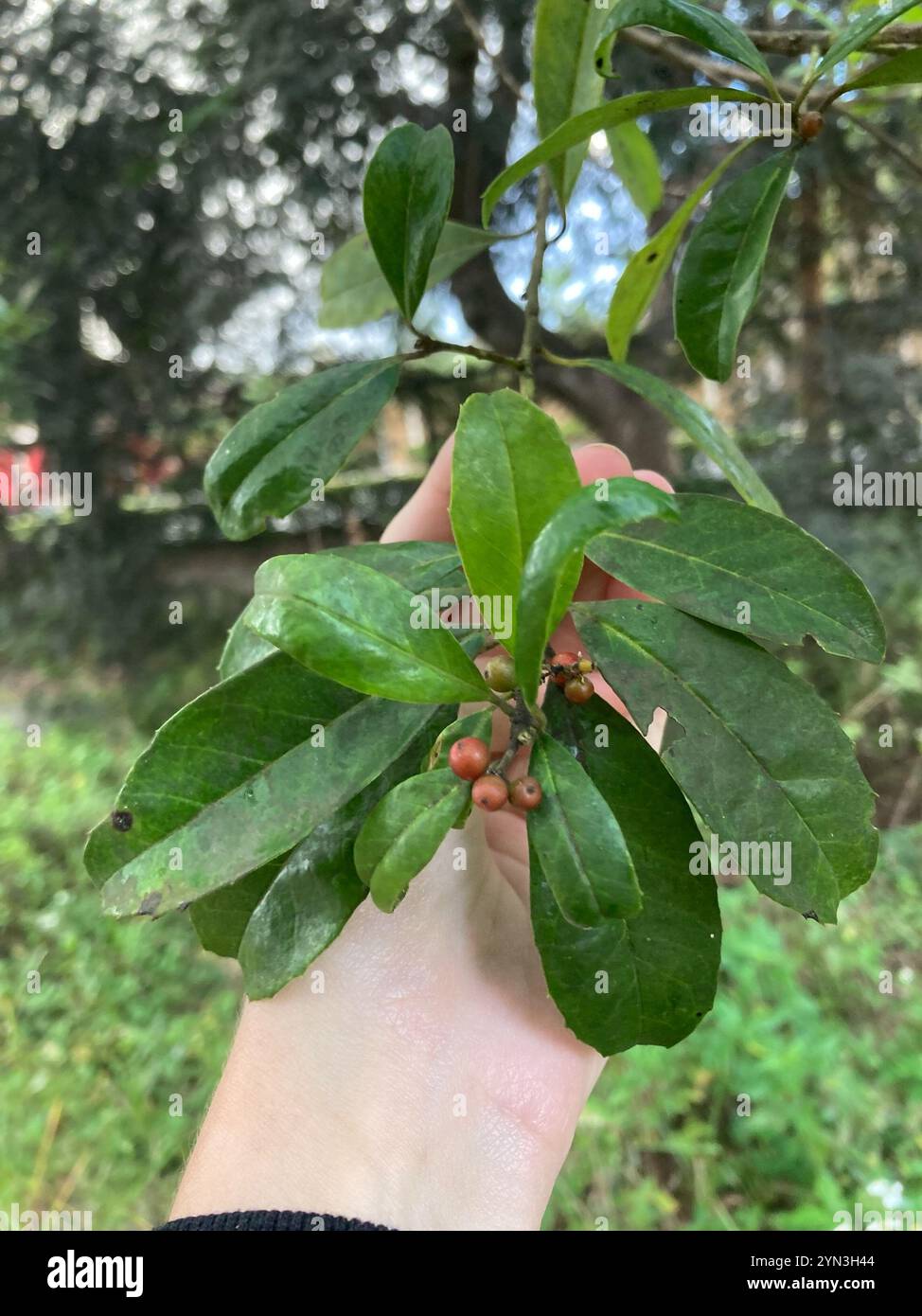 dahoon holly (Ilex cassine Stock Photo - Alamy