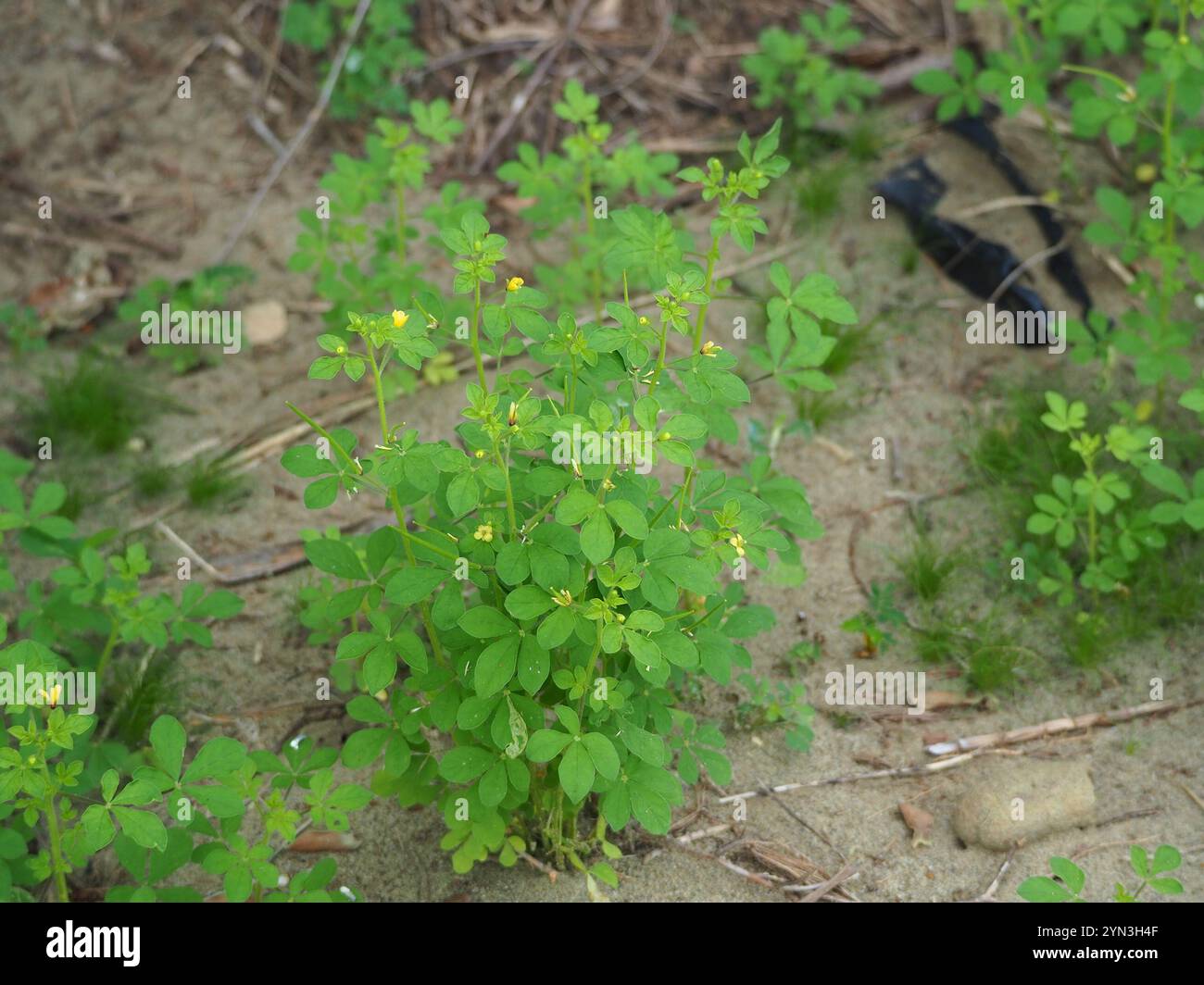 Asian spiderflower (Cleome viscosa Stock Photo - Alamy