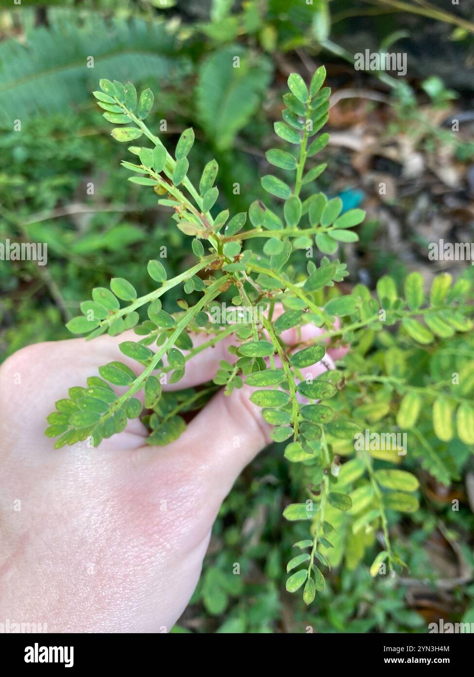 Chamberbitter (Phyllanthus urinaria Stock Photo - Alamy