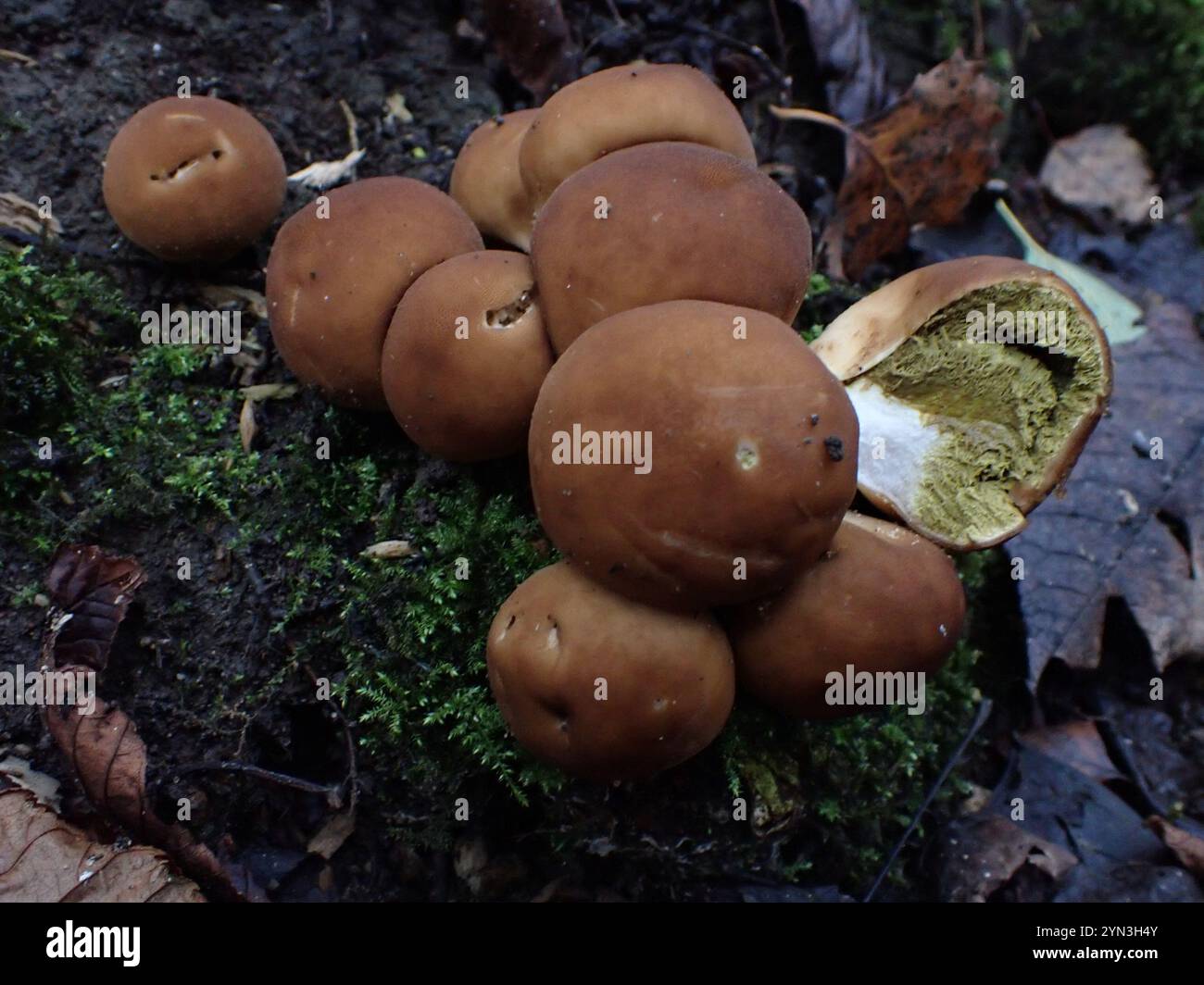 Pear-shaped Puffball (Apioperdon pyriforme Stock Photo - Alamy