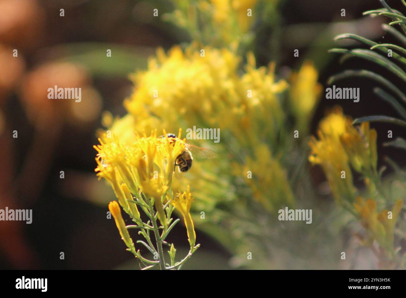 Black footed drone fly hi-res stock photography and images - Alamy