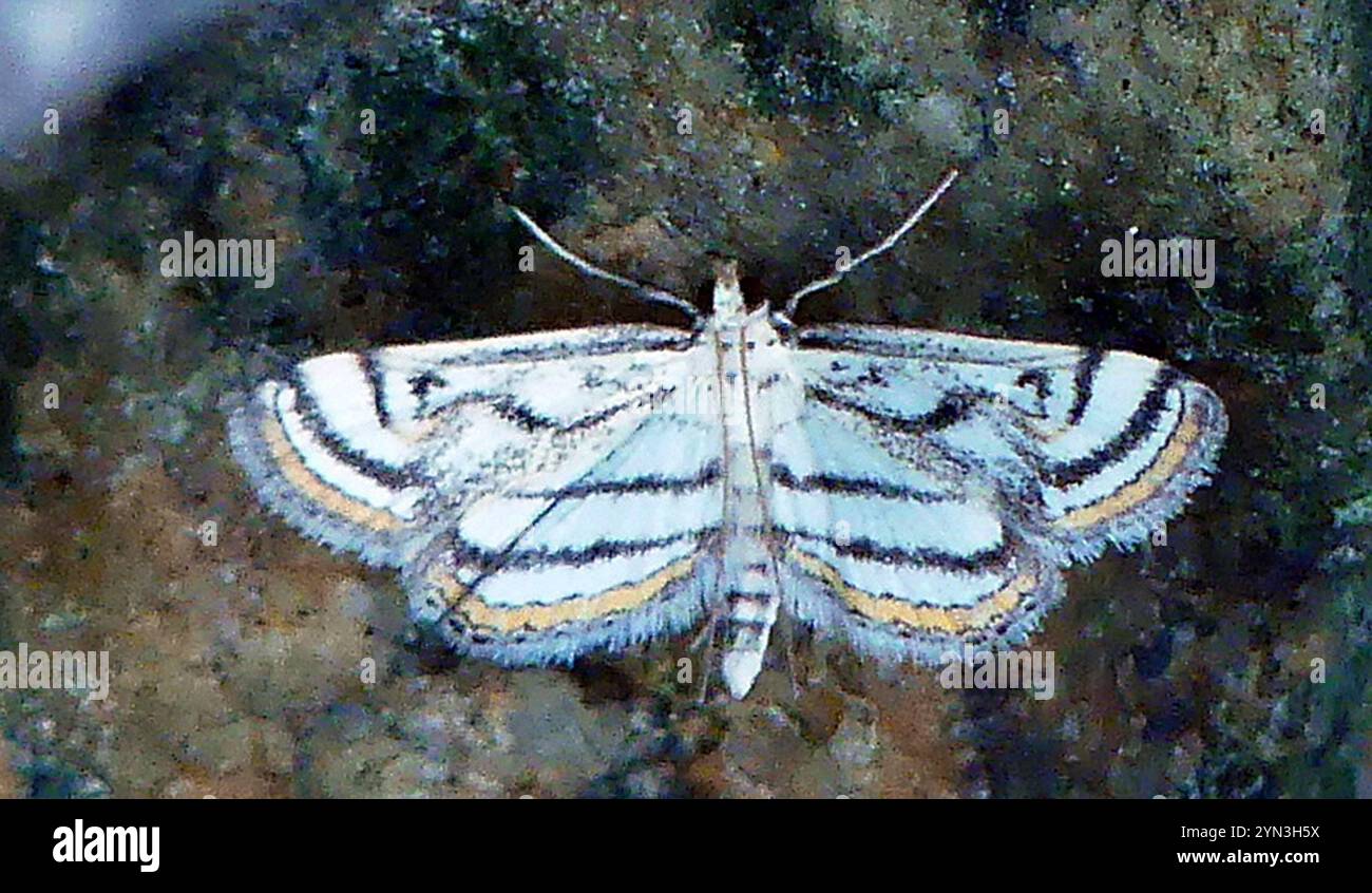 Chestnut-marked Pondweed Moth (Parapoynx badiusalis Stock Photo - Alamy