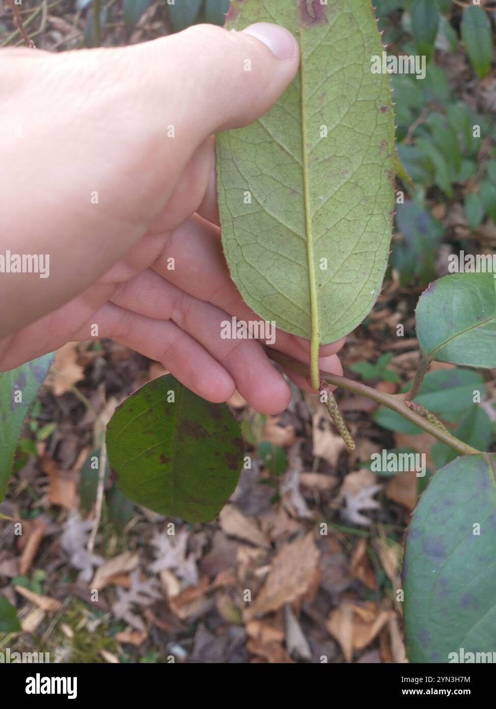 mountain doghobble (Leucothoe fontanesiana Stock Photo - Alamy