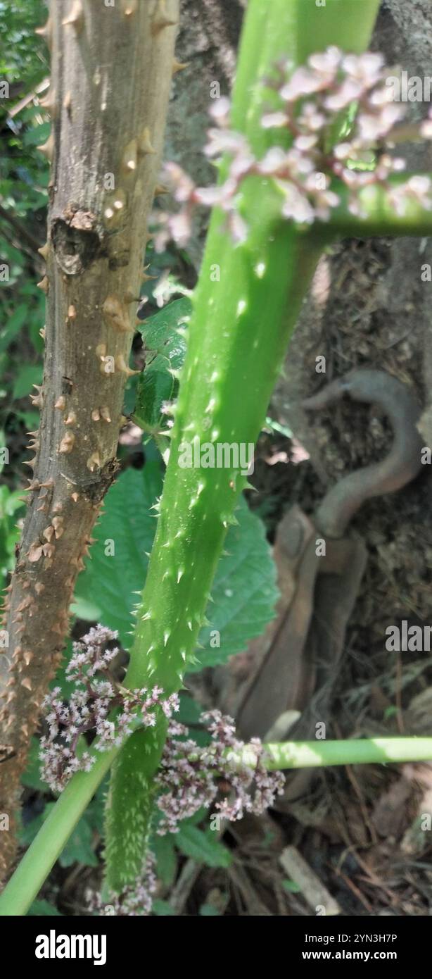 Scratchbush (Urera baccifera Stock Photo - Alamy