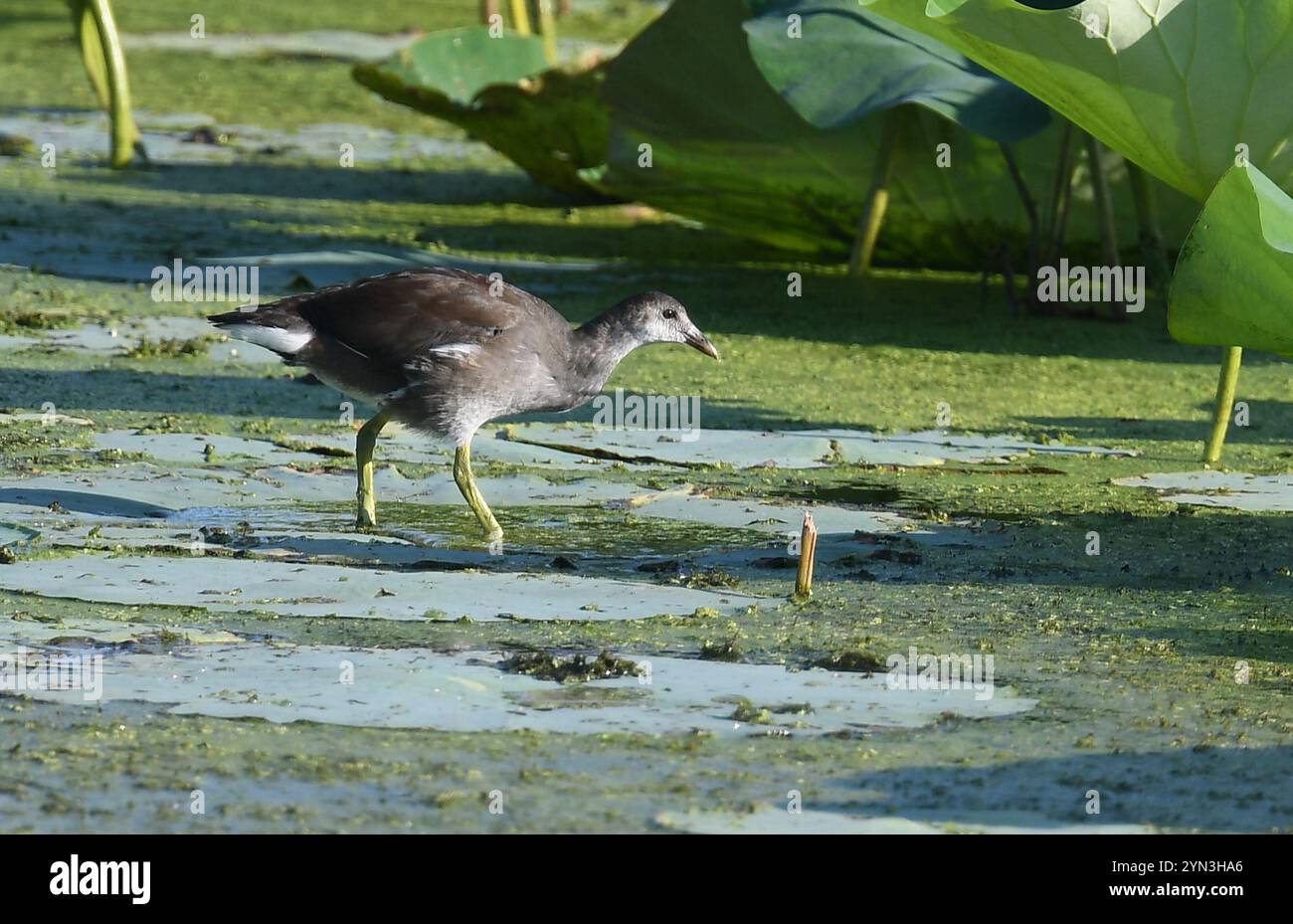 Common Gallinule (Gallinula galeata Stock Photo - Alamy