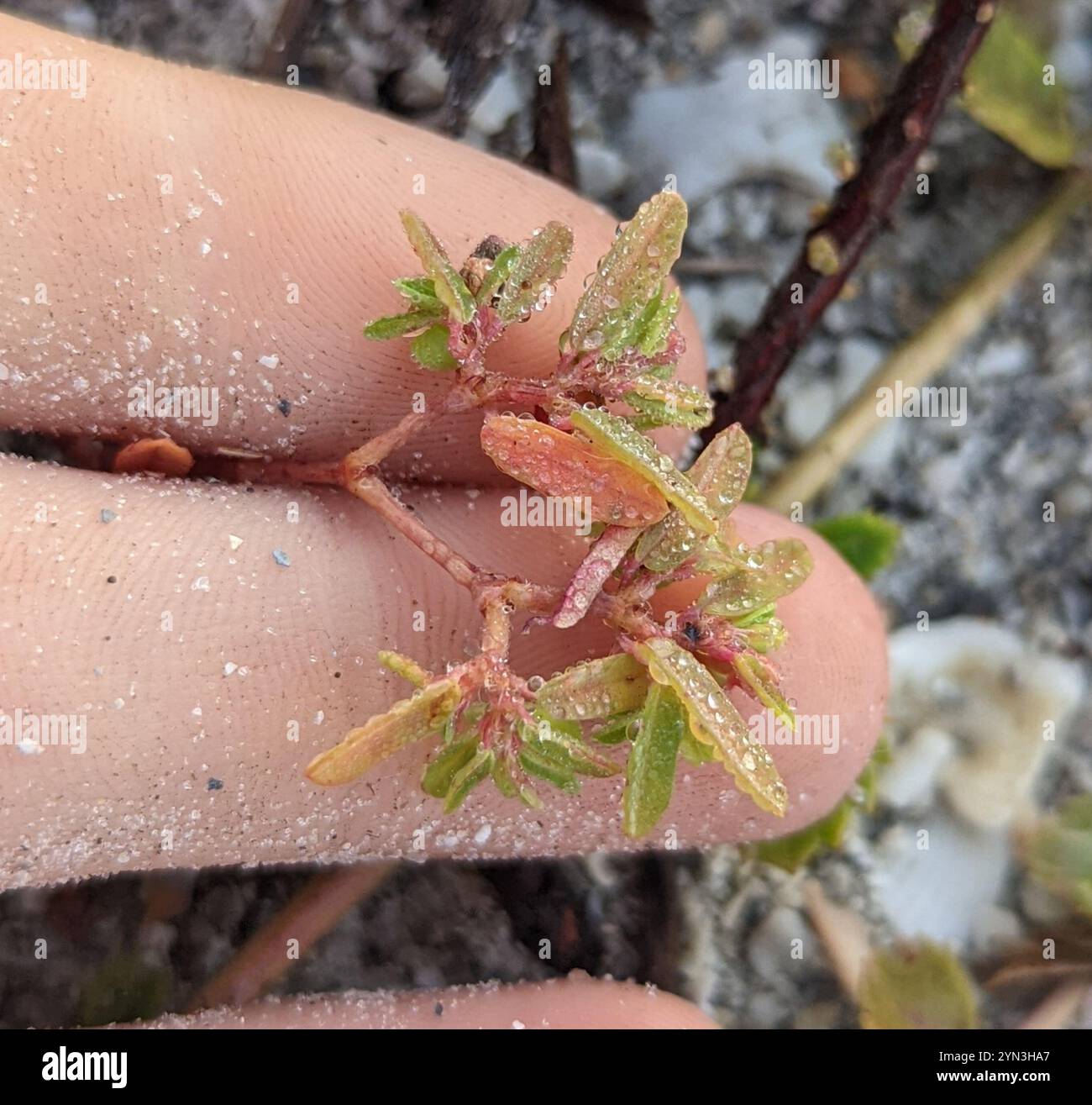 Southern Seaside Spurge (Euphorbia bombensis Stock Photo - Alamy
