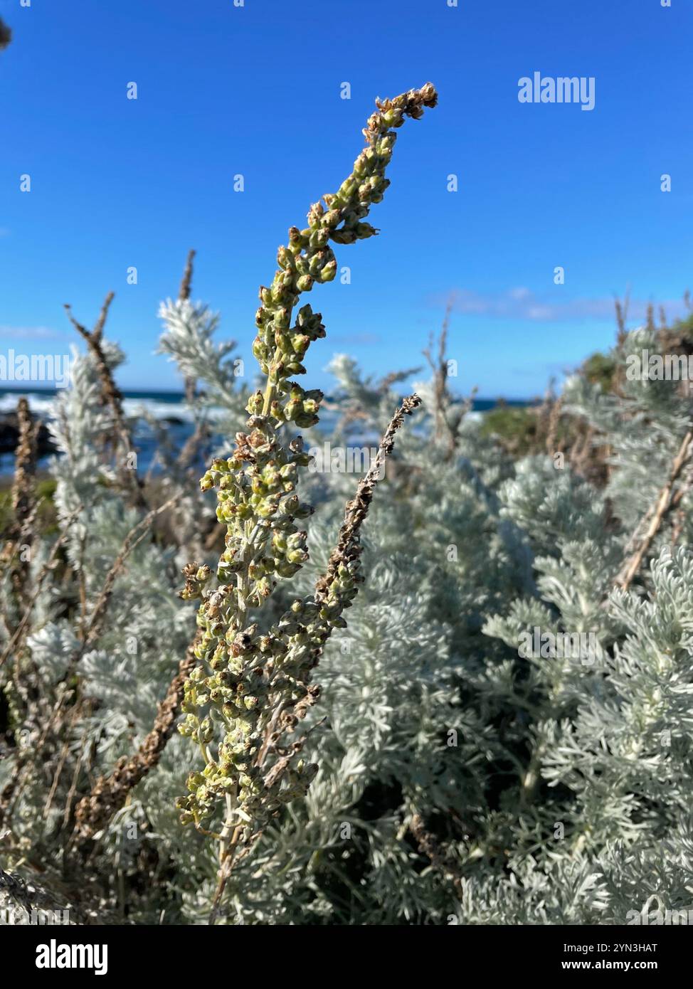 coastal sagewort (Artemisia pycnocephala Stock Photo - Alamy