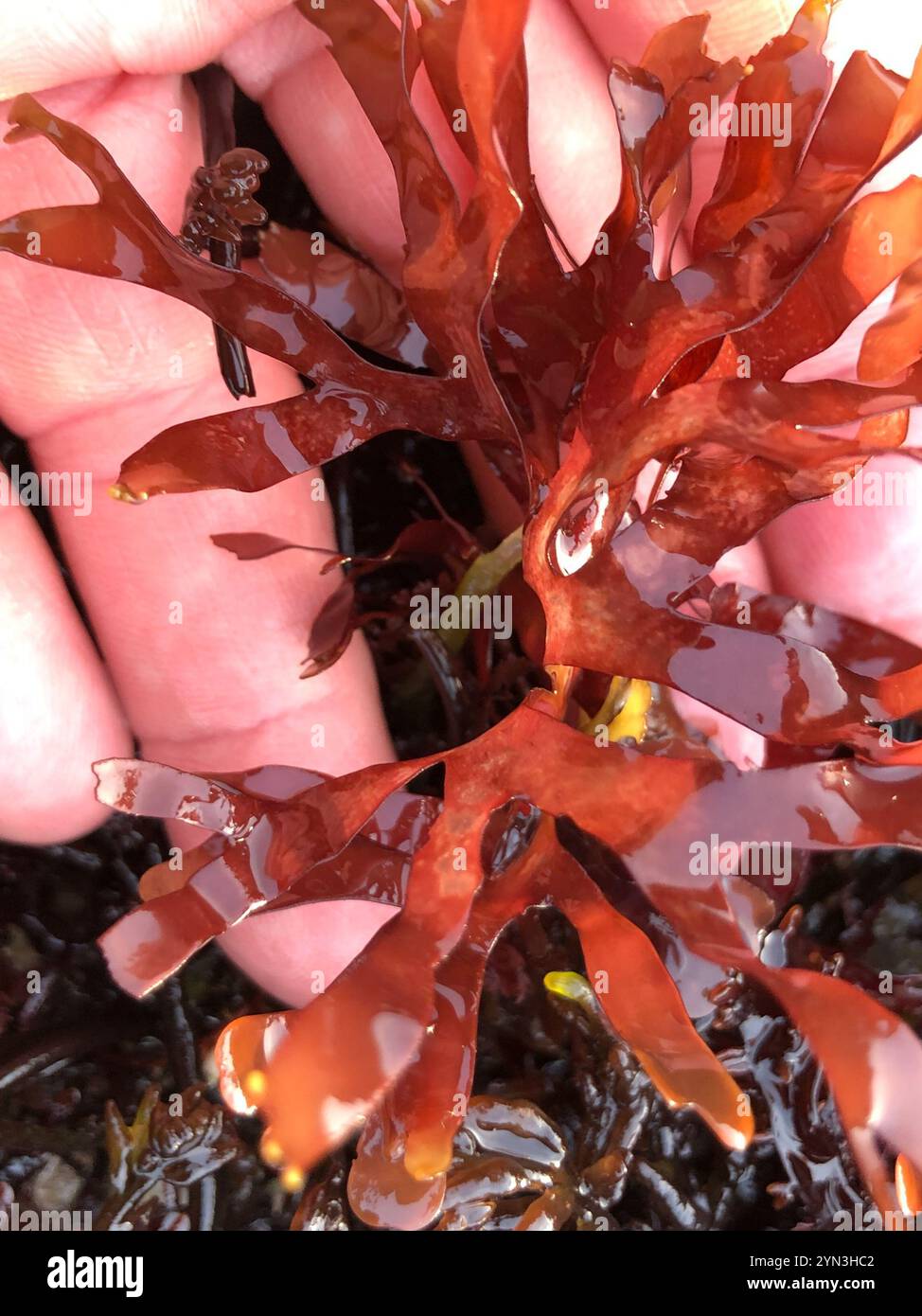 red algae (Rhodophyta Stock Photo - Alamy