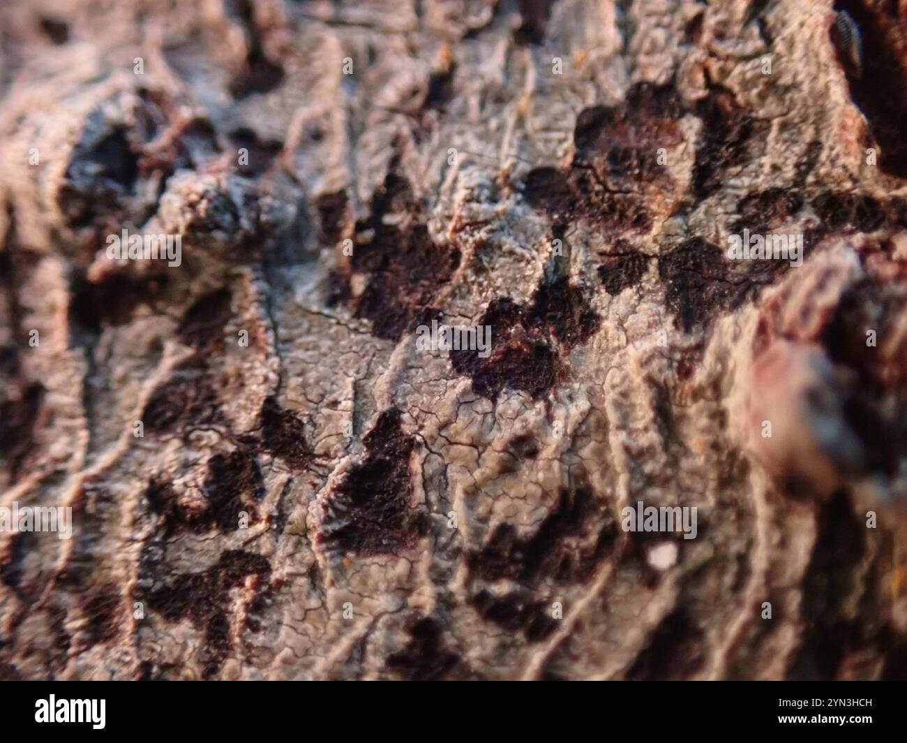 Asterisk Lichen (Arthonia radiata Stock Photo - Alamy