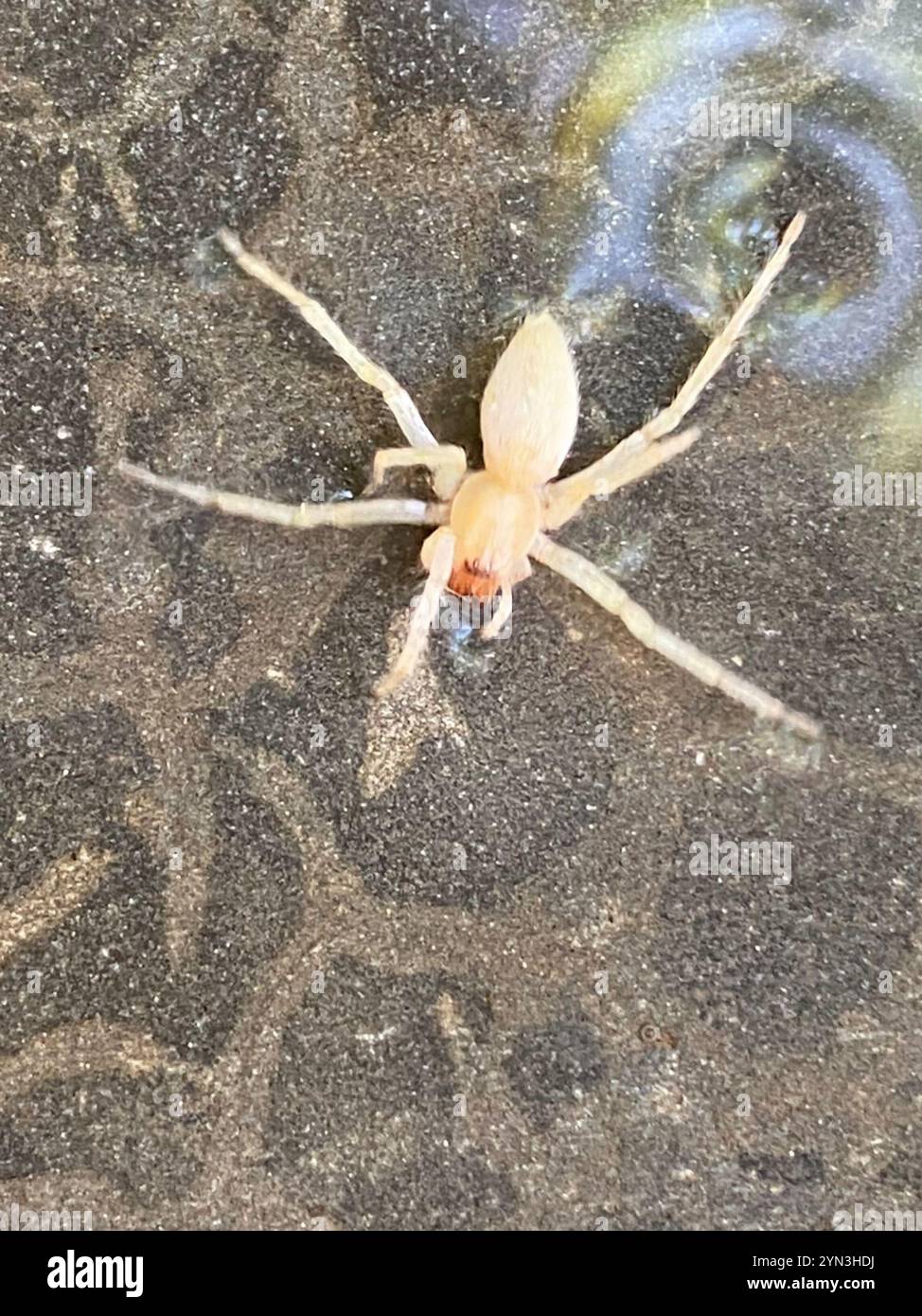 Ghost spiders anyphaenidae hi-res stock photography and images - Alamy