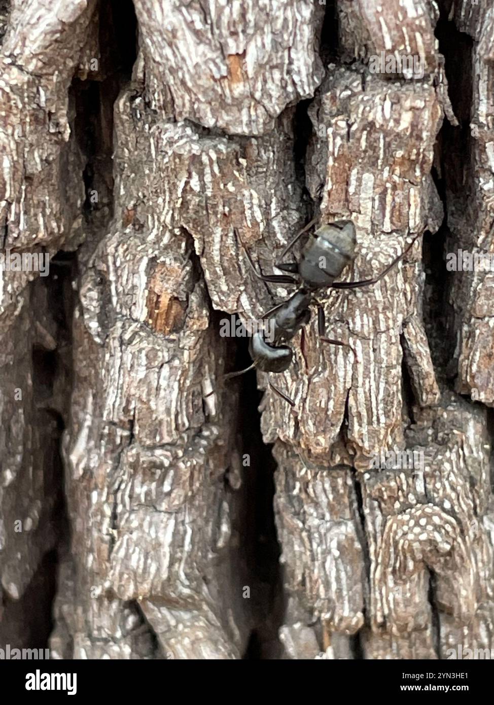 Eastern Black Carpenter Ant (Camponotus pennsylvanicus Stock Photo - Alamy