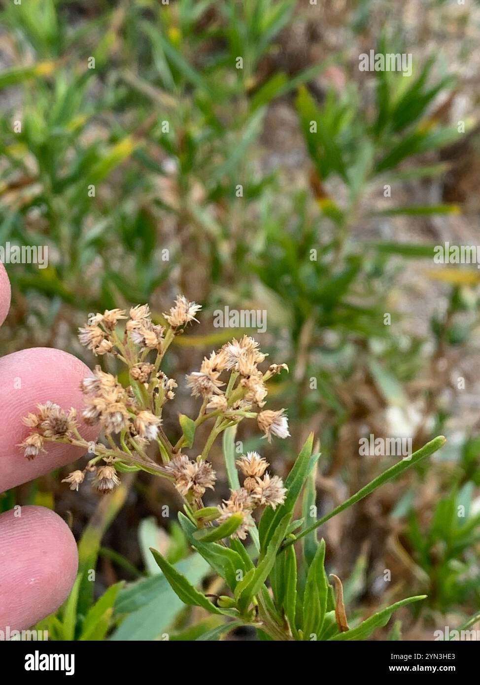 mule fat (Baccharis salicifolia Stock Photo - Alamy