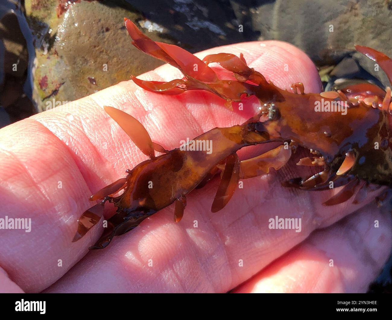 Bleach Weed (Prionitis sternbergii Stock Photo - Alamy