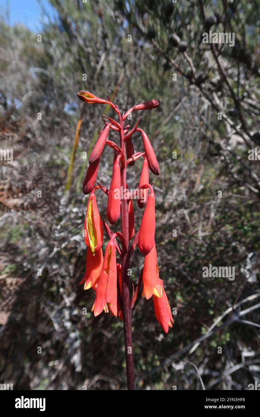 Tasmanian Christmas bells (Blandfordia punicea Stock Photo - Alamy
