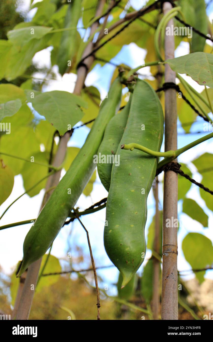 Mukojima hyakkaen garden tokyo hi-res stock photography and images - Alamy