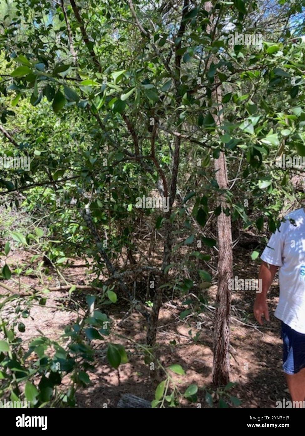 Broad Leaved Native Cherry (Exocarpos latifolius Stock Photo - Alamy