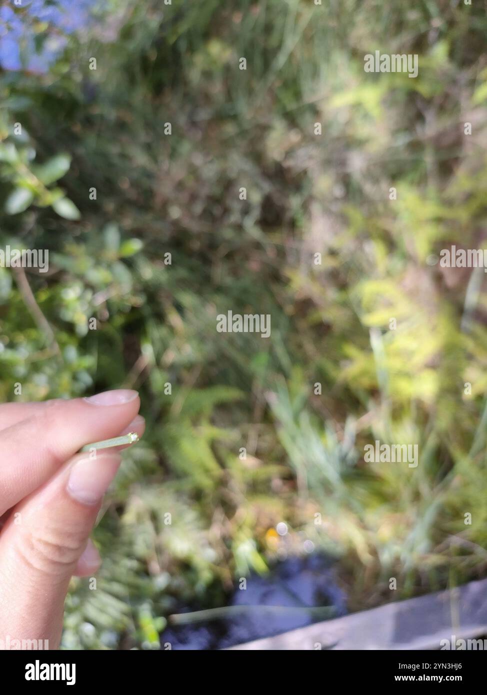 Square Sedge (Lepidosperma australe Stock Photo - Alamy