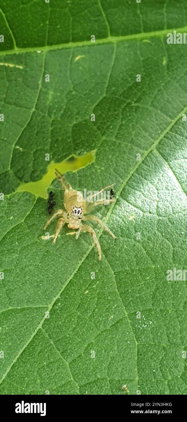 Green Jumping Spider (Mopsus mormon Stock Photo - Alamy