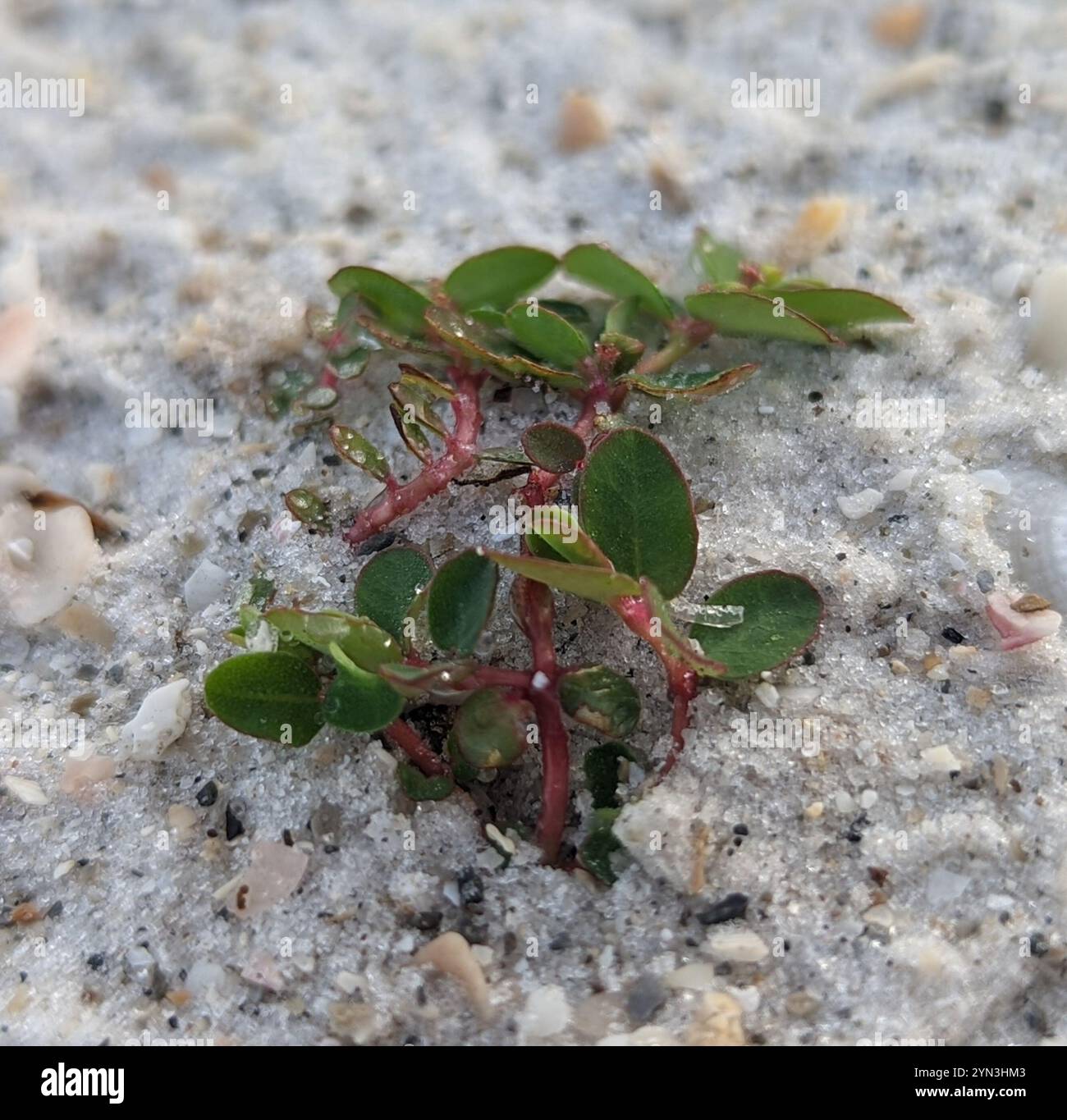 limestone sandmat (Euphorbia blodgettii Stock Photo - Alamy