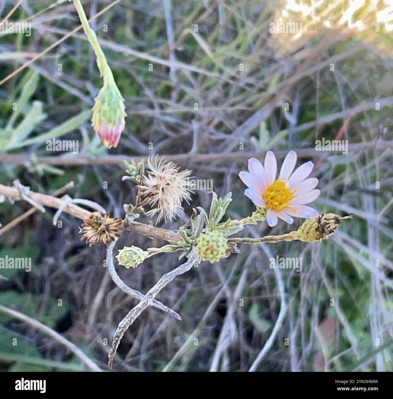 California Aster (Corethrogyne filaginifolia Stock Photo - Alamy