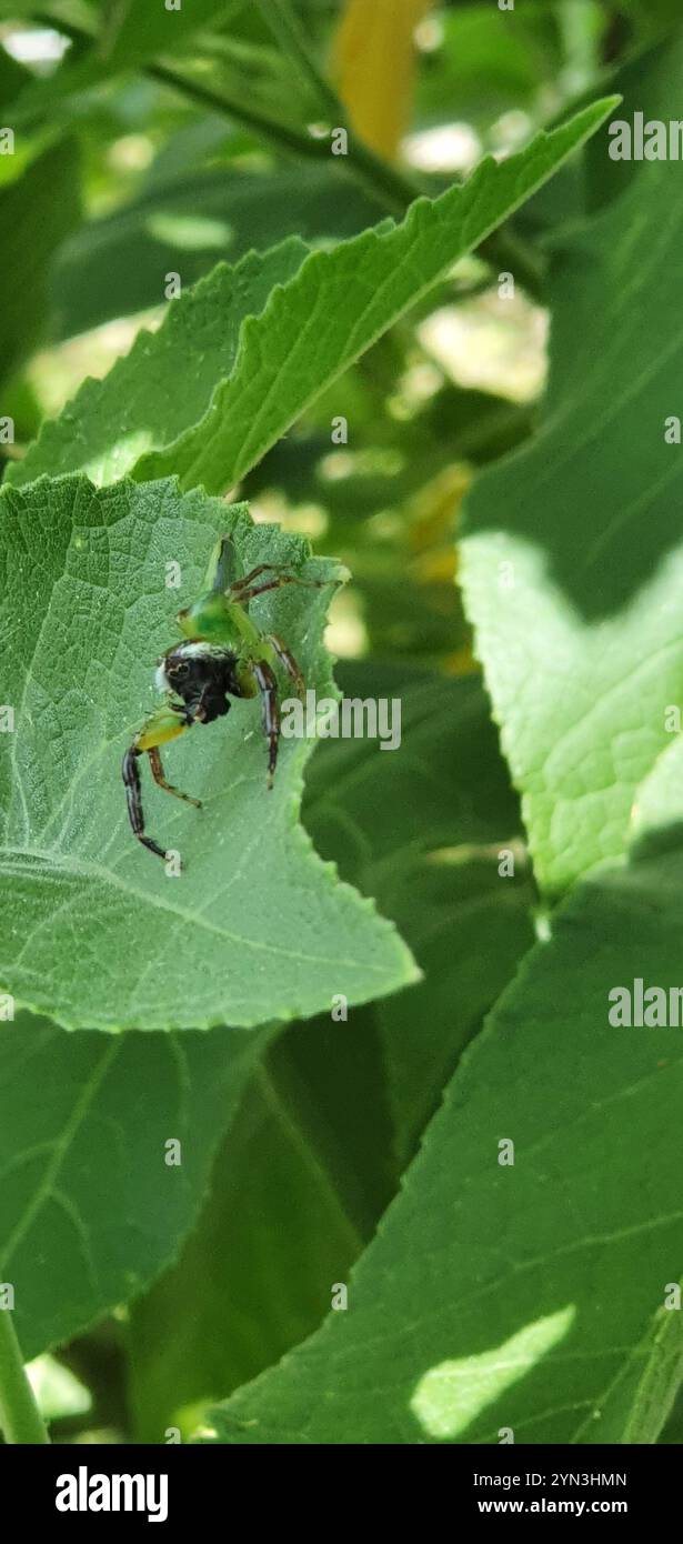 Green Jumping Spider (Mopsus mormon Stock Photo - Alamy