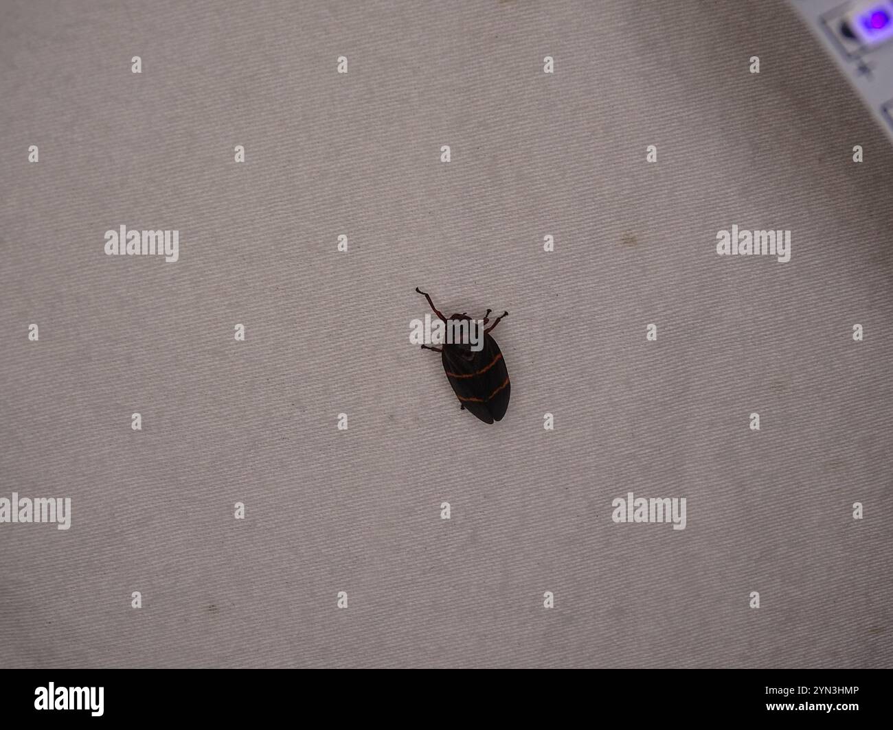 Two-lined Spittlebug (Prosapia bicincta Stock Photo - Alamy