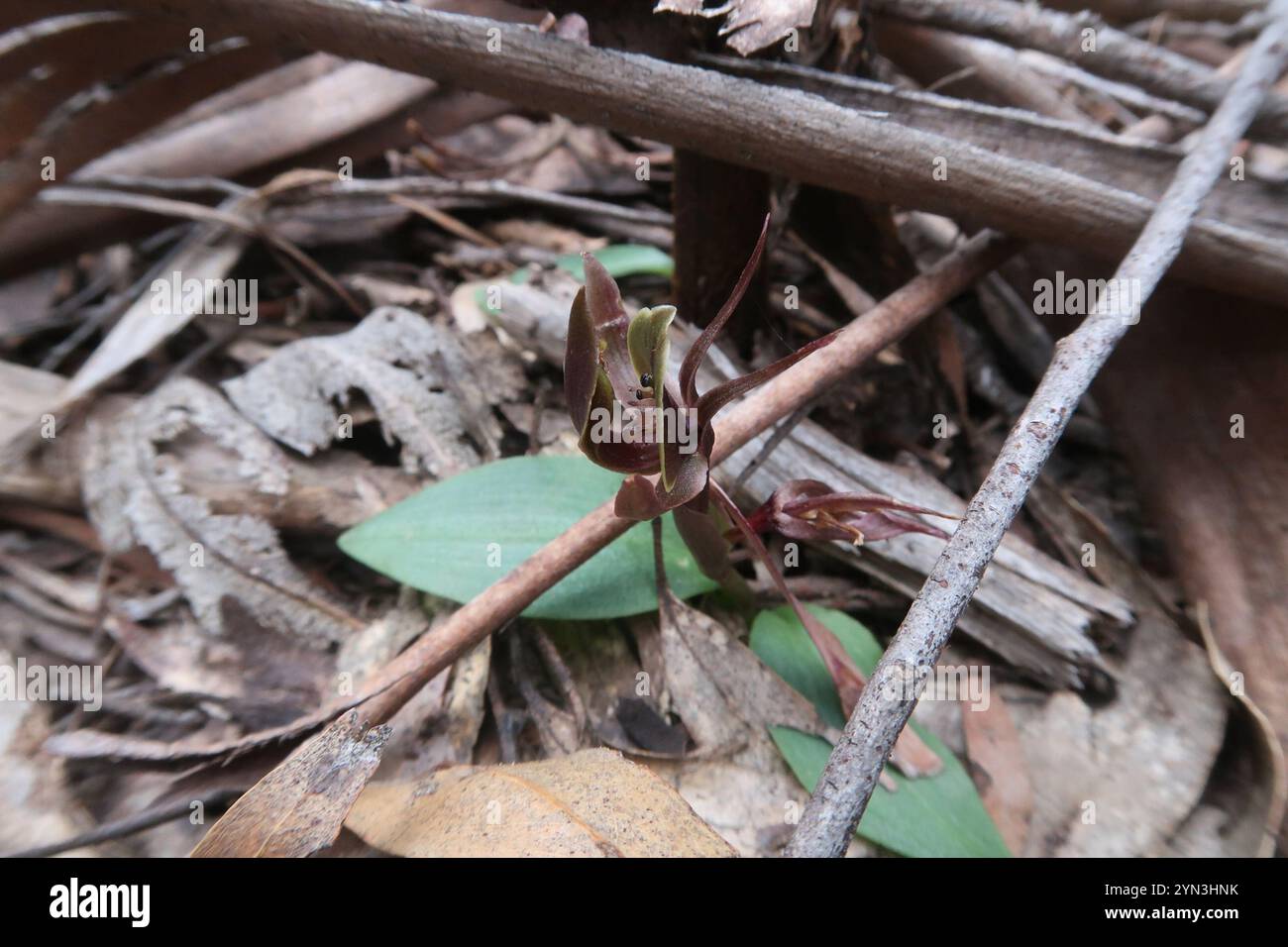 three-horned bird orchid (Chiloglottis triceratops Stock Photo - Alamy