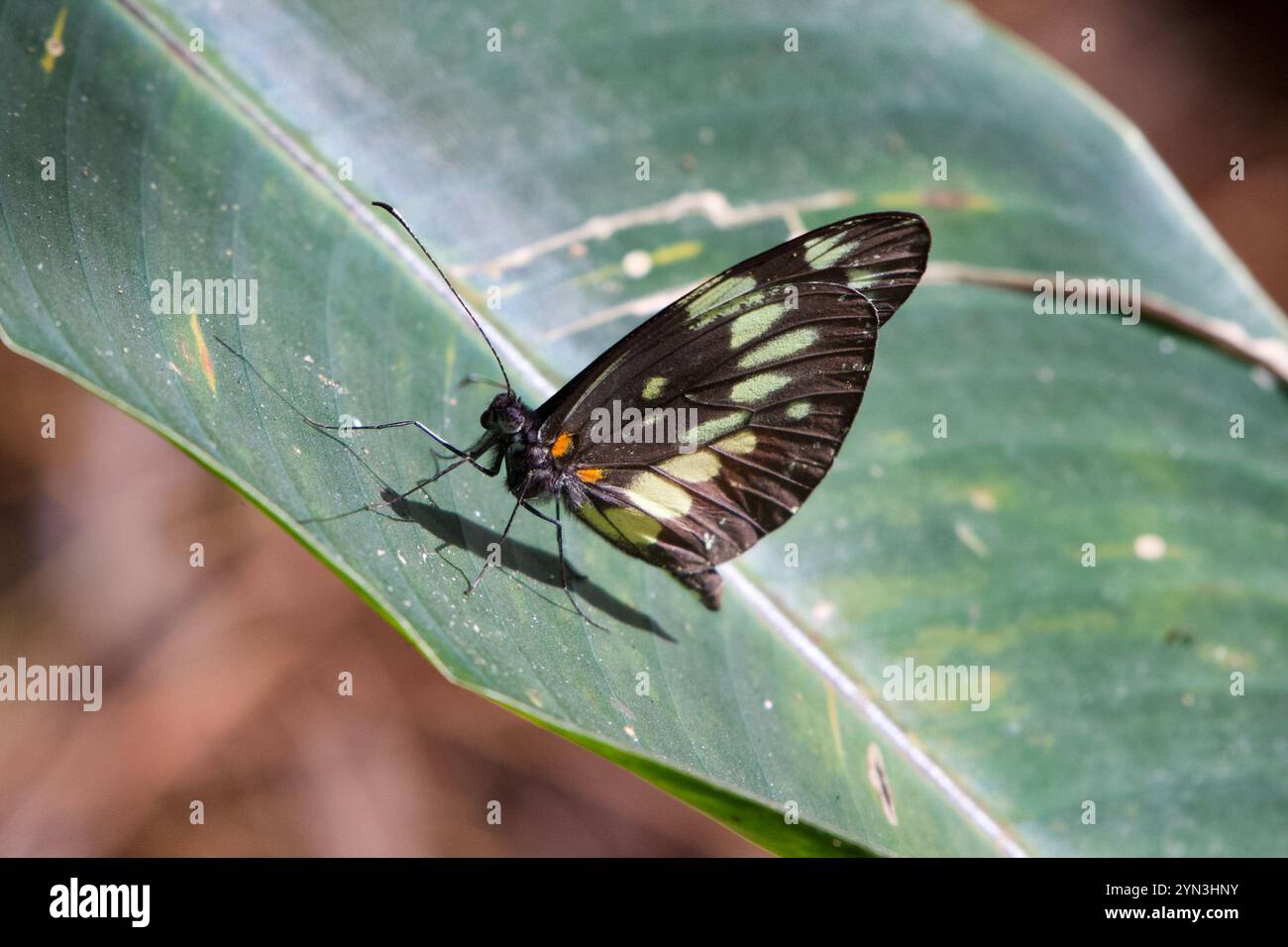 The eunoe hi-res stock photography and images - Alamy