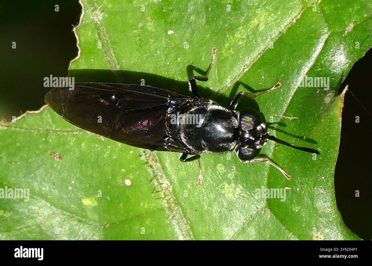 Black Soldier Fly (Hermetia illucens Stock Photo - Alamy