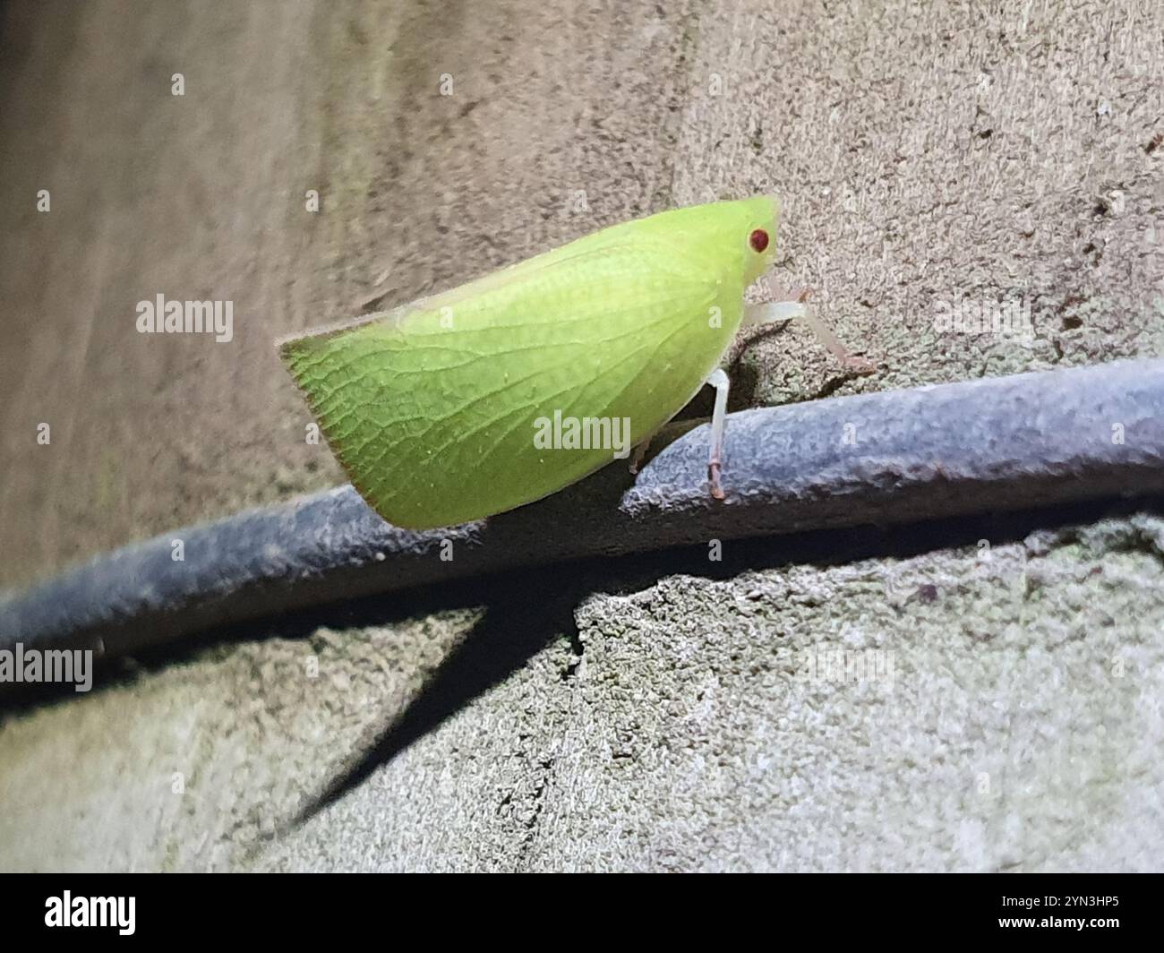 Torpedo Bug (Siphanta acuta Stock Photo - Alamy