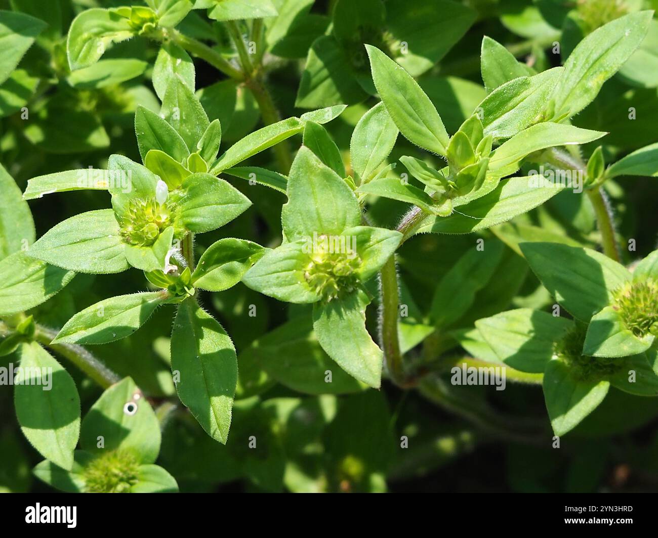 Tropical Mexican Clover (Richardia brasiliensis Stock Photo - Alamy