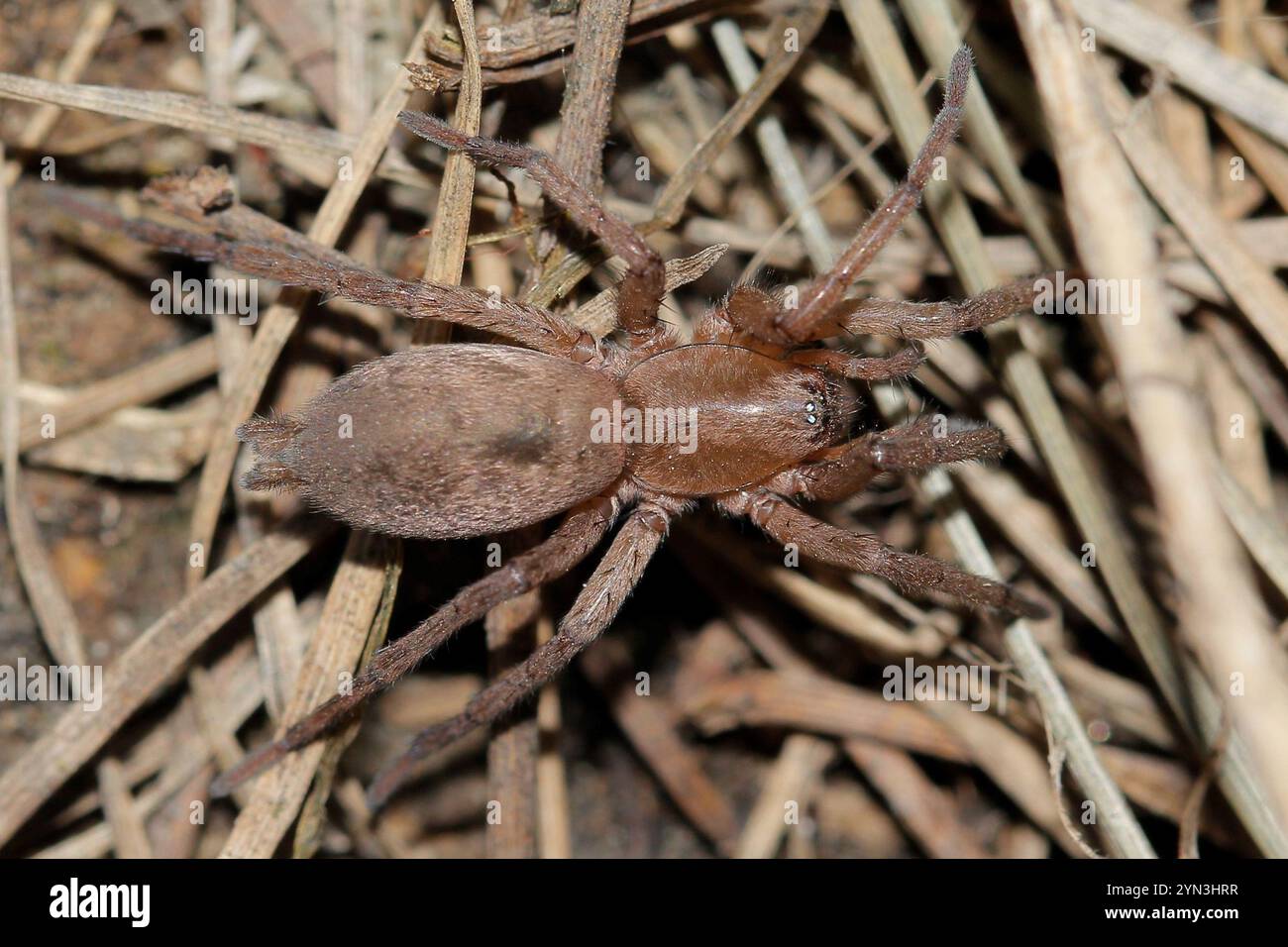 Stealthy Ground Spiders (Gnaphosidae Stock Photo - Alamy