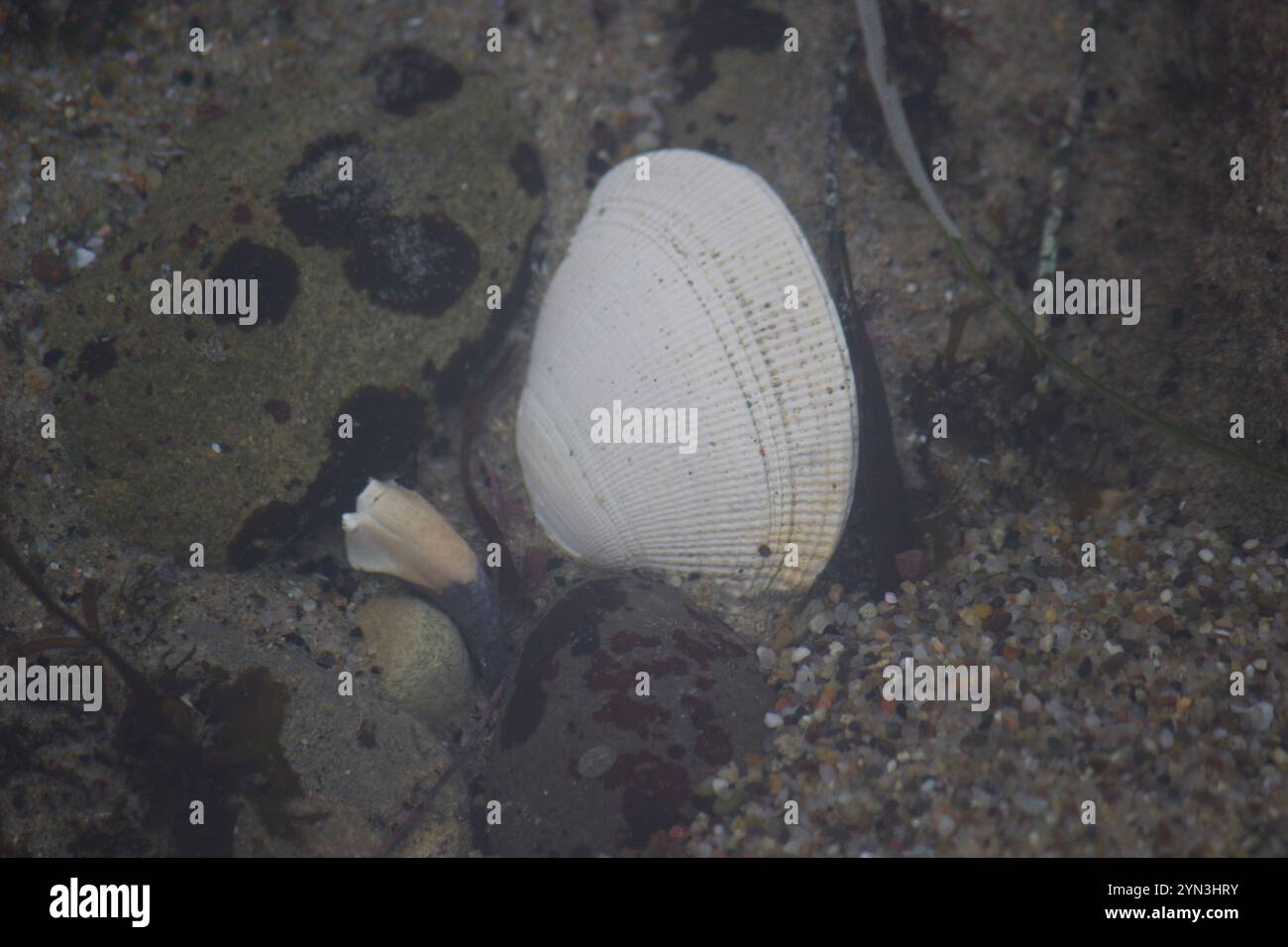 Pacific Littleneck Clam (Leukoma staminea Stock Photo - Alamy