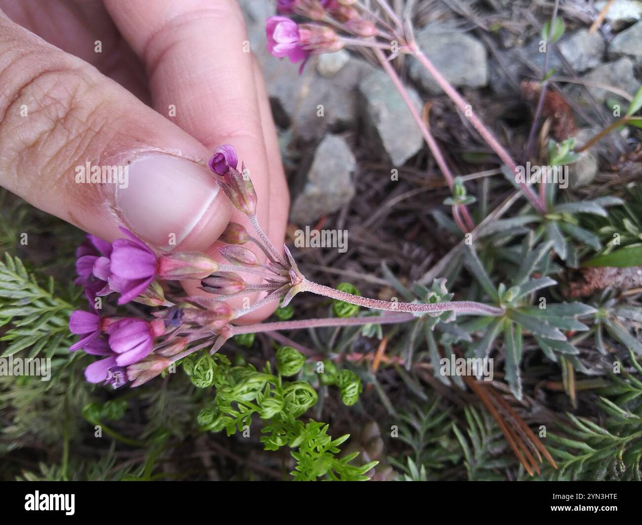 snow dwarf primrose (Androsace nivalis Stock Photo - Alamy