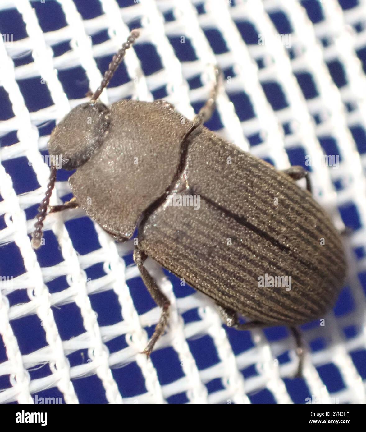 Dusty Surface Beetles (Gonocephalum Stock Photo - Alamy