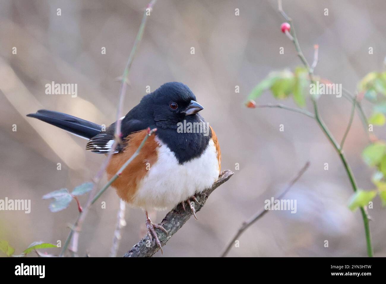 Eastern Towhee (Pipilo erythrophthalmus Stock Photo - Alamy
