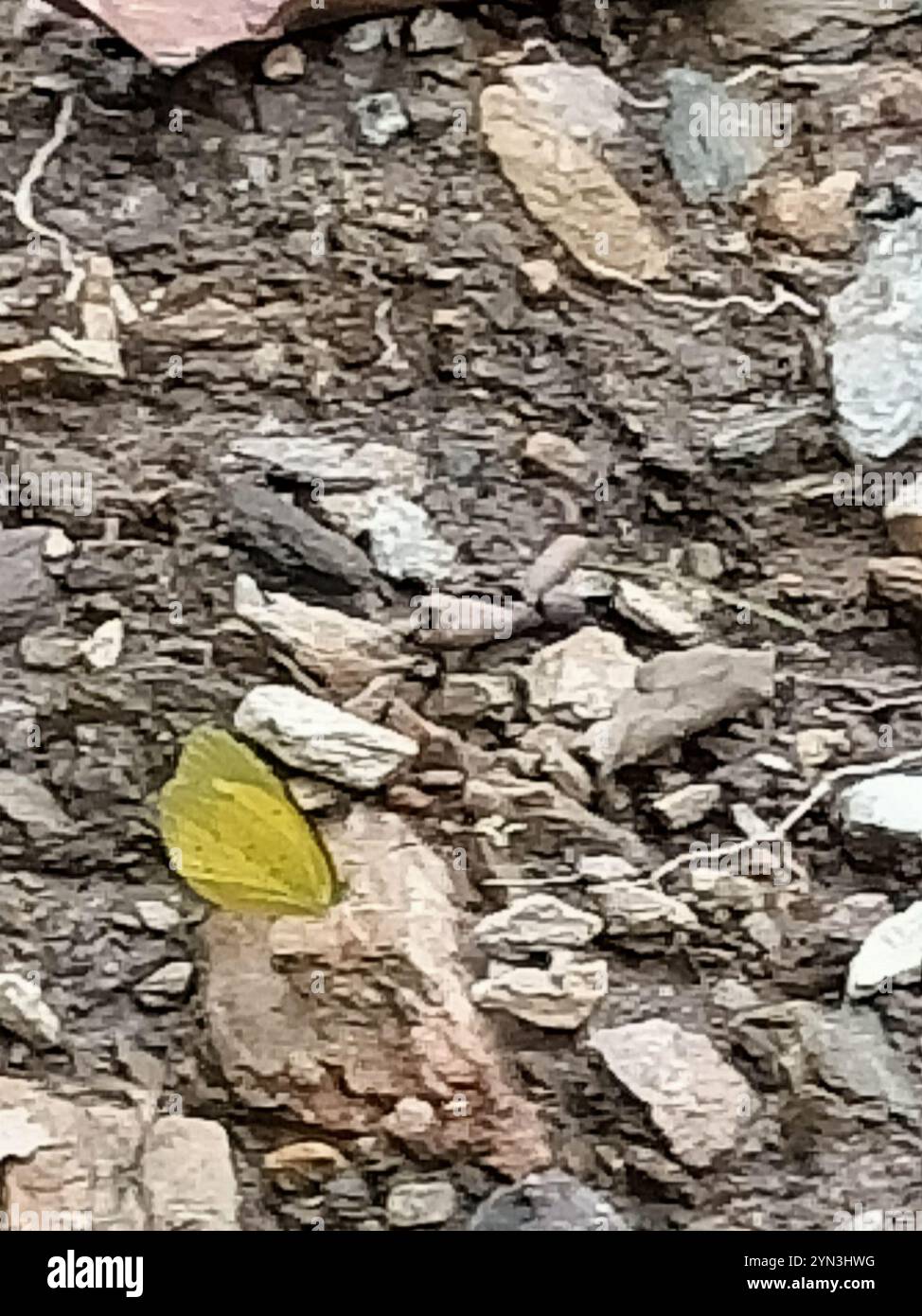 Small Grass-yellow (Eurema smilax Stock Photo - Alamy