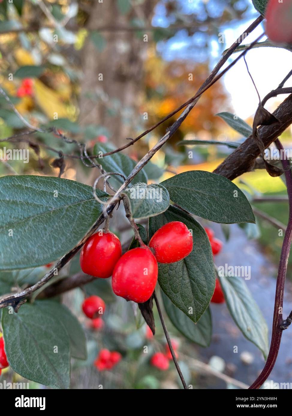 Cotoneaster simonsii hi-res stock photography and images - Alamy