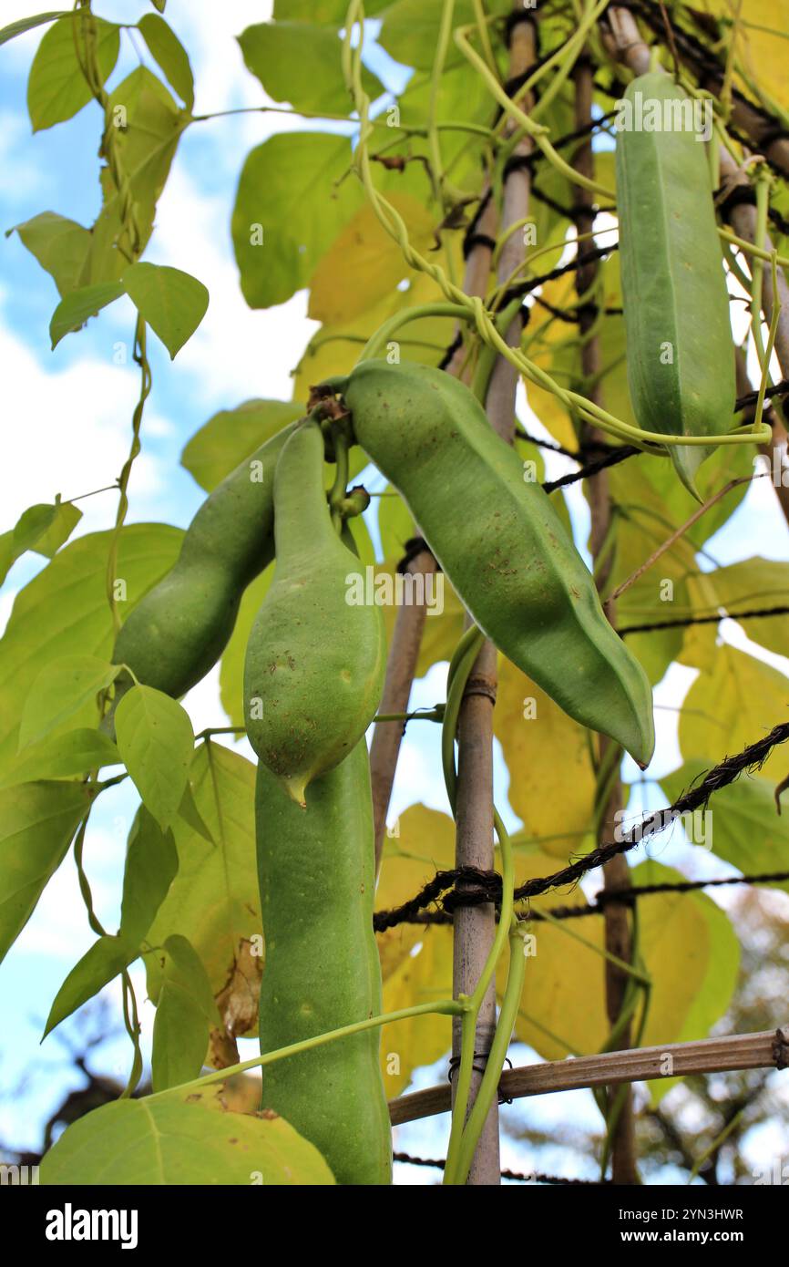 Sword bean hi-res stock photography and images - Alamy