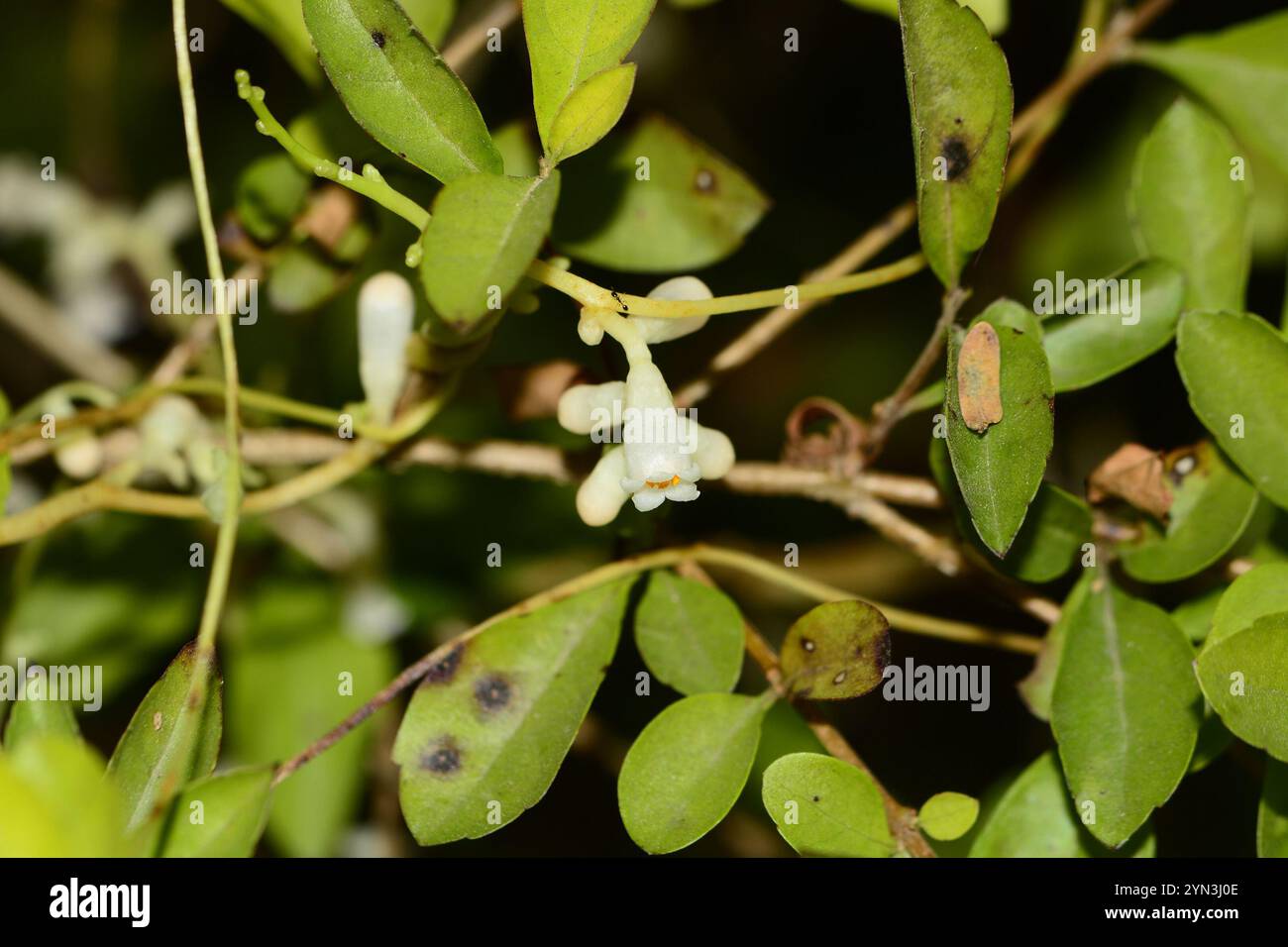 giant dodder (Cuscuta reflexa Stock Photo - Alamy