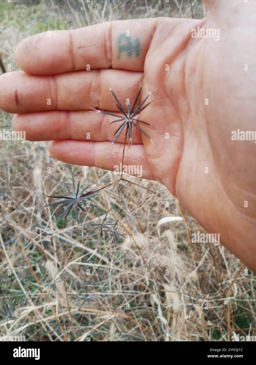 Spanish needles (Bidens bipinnata Stock Photo - Alamy