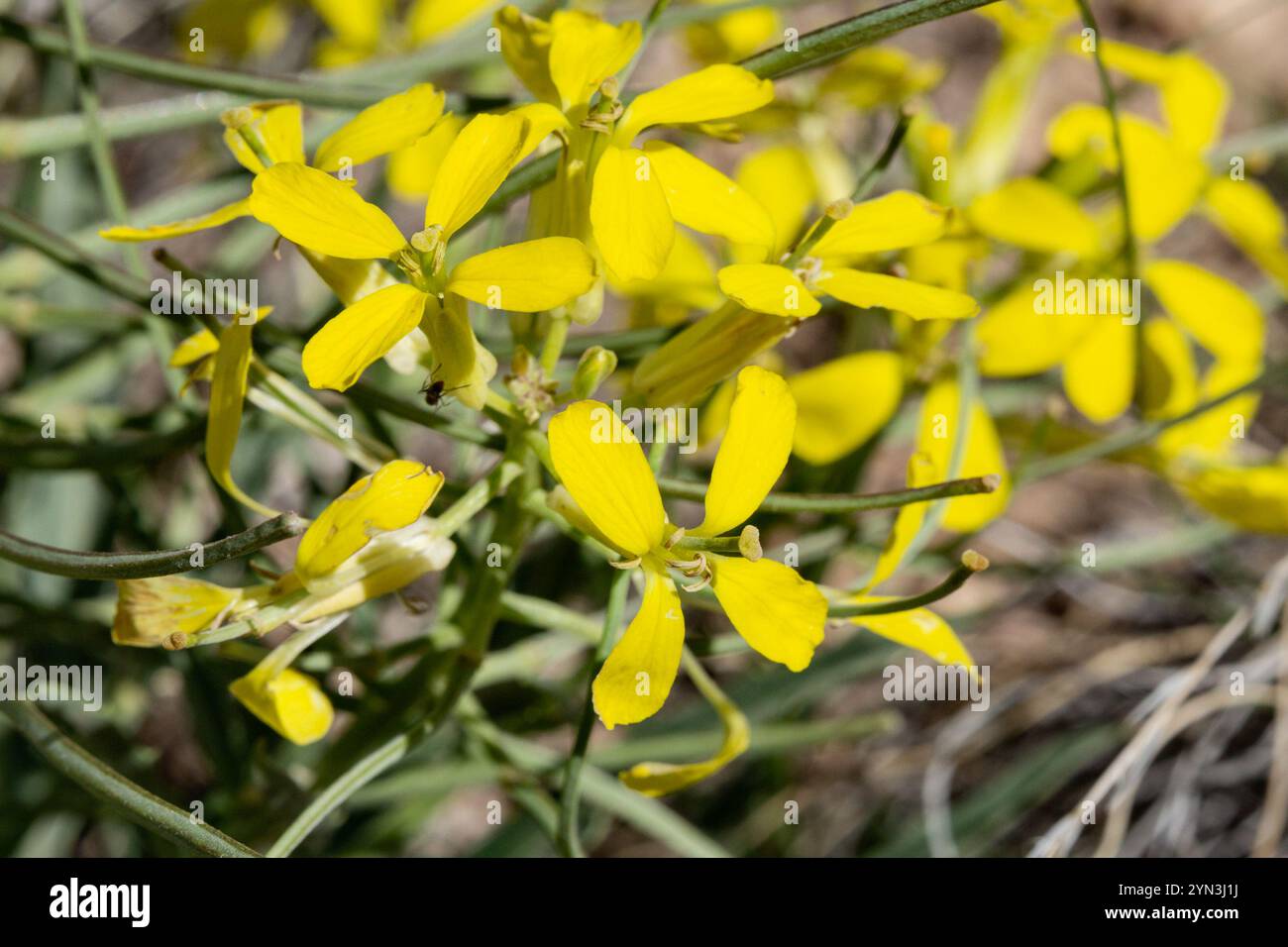 Prairie-rocket Wallflower (Erysimum asperum Stock Photo - Alamy