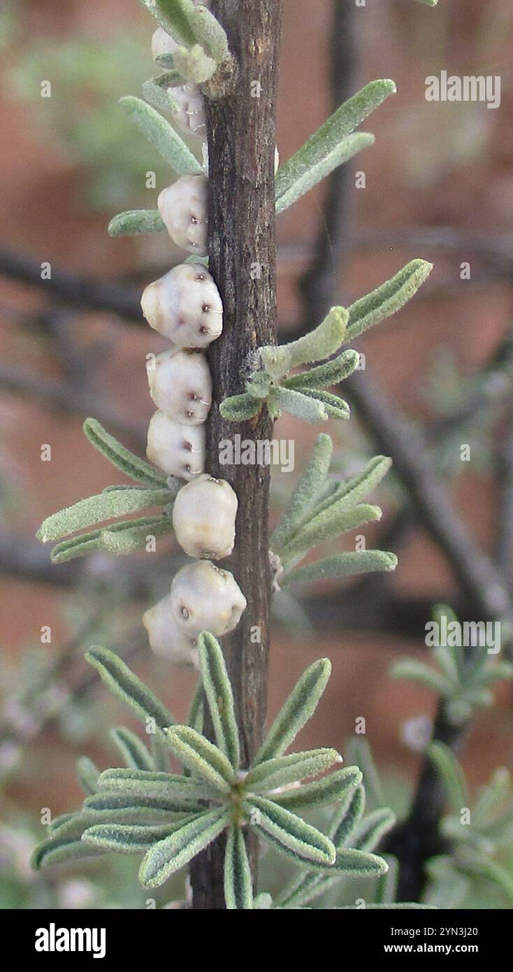 Wax Scales (Ceroplastes Stock Photo - Alamy