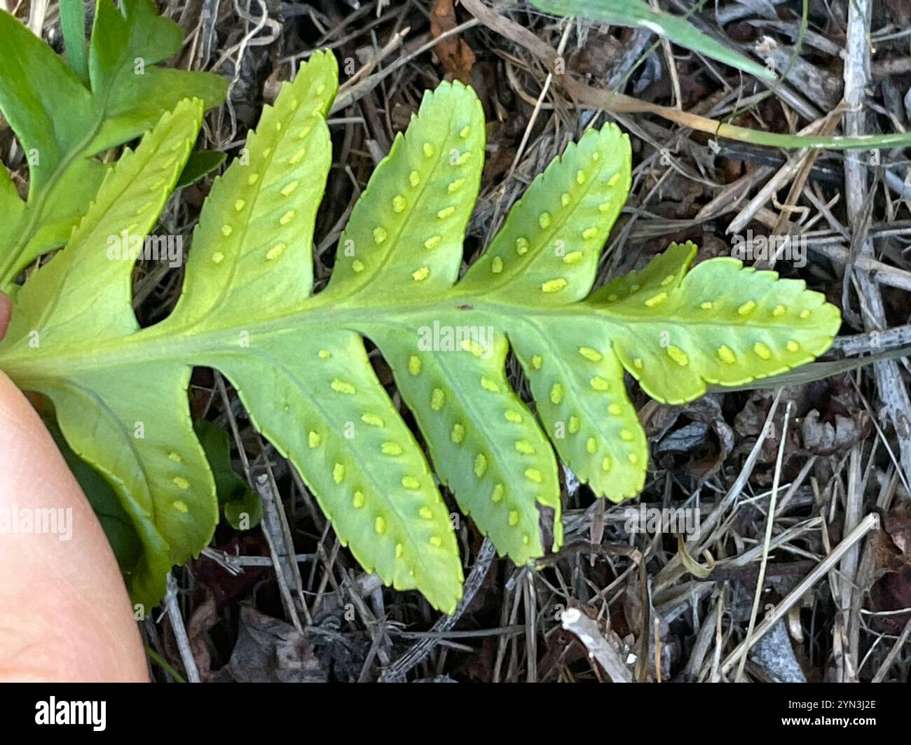 California Polypody (Polypodium californicum Stock Photo - Alamy