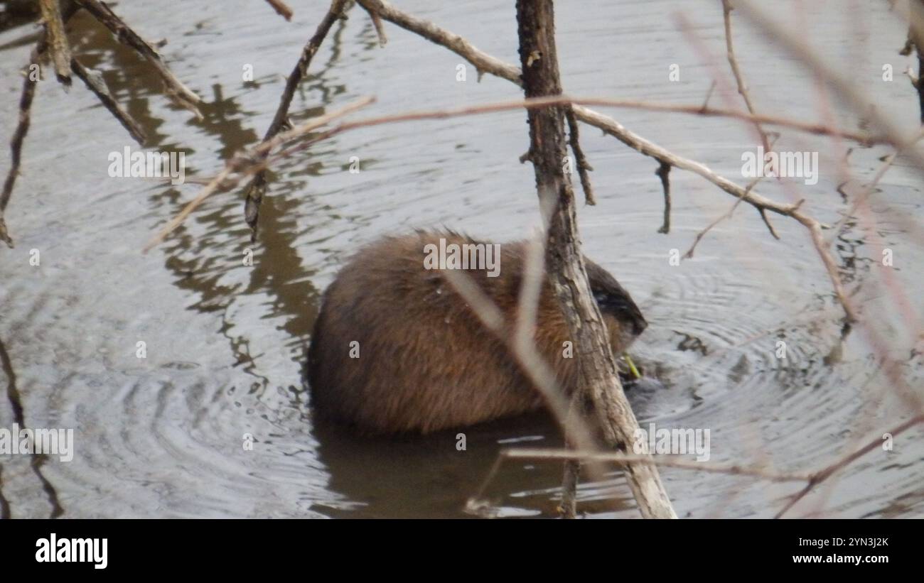 Muskrat (Ondatra zibethicus Stock Photo - Alamy